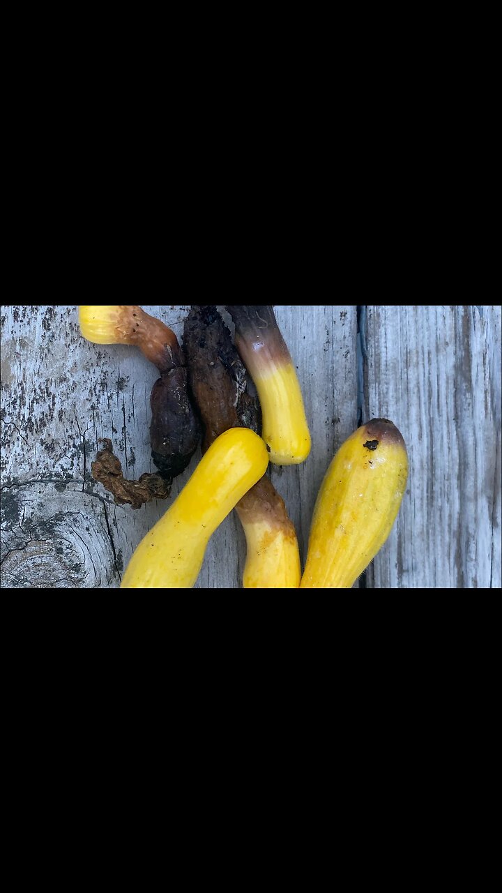 Cut Leaves to Avoid Rotting Squash
