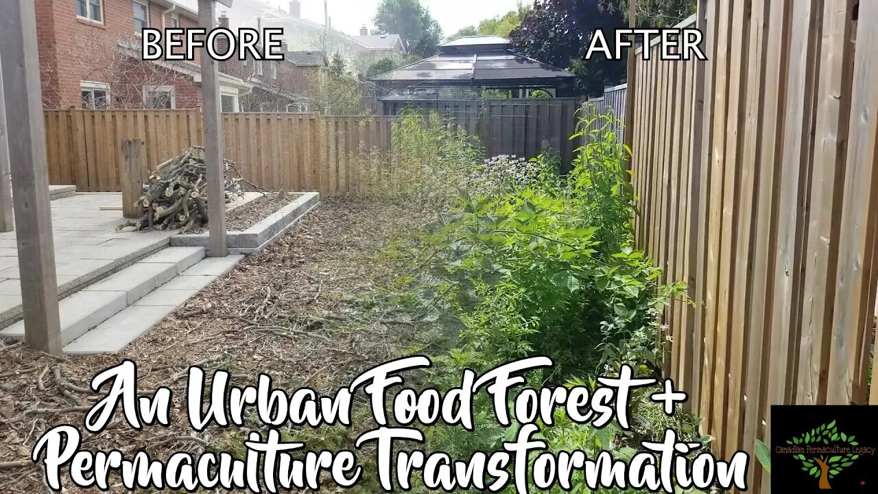 Urban Permaculture in a small city lot - Tom's Cold Hardy Food Forest ...
