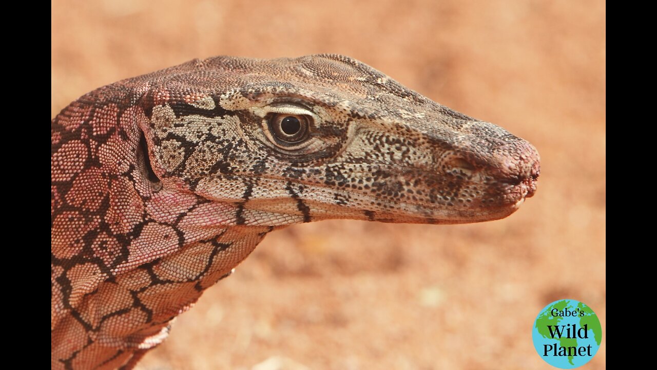 Perentie: The largest lizard from the land down under