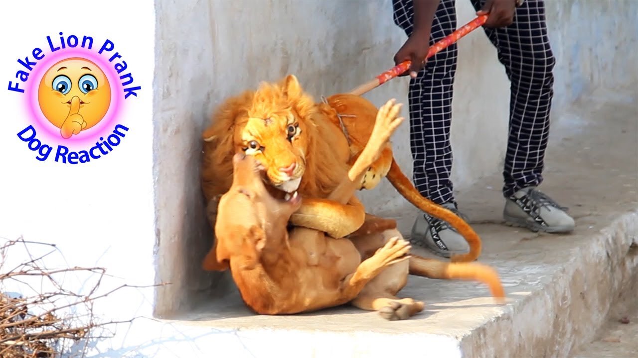 Troll Prank Dog Funny & fake Lion and Fake Tiger Prank To dog & Huge ...