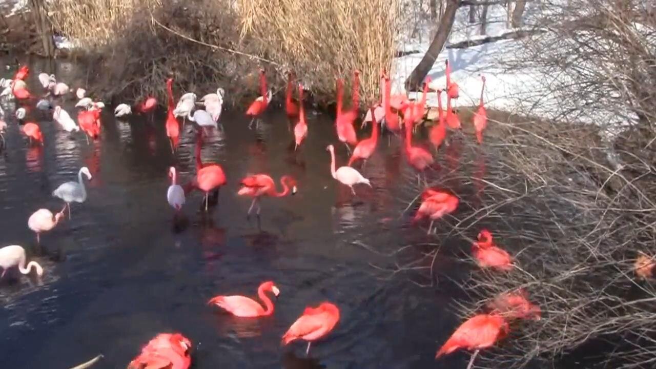 Flamingos in Cold Water With Snow in the Background!