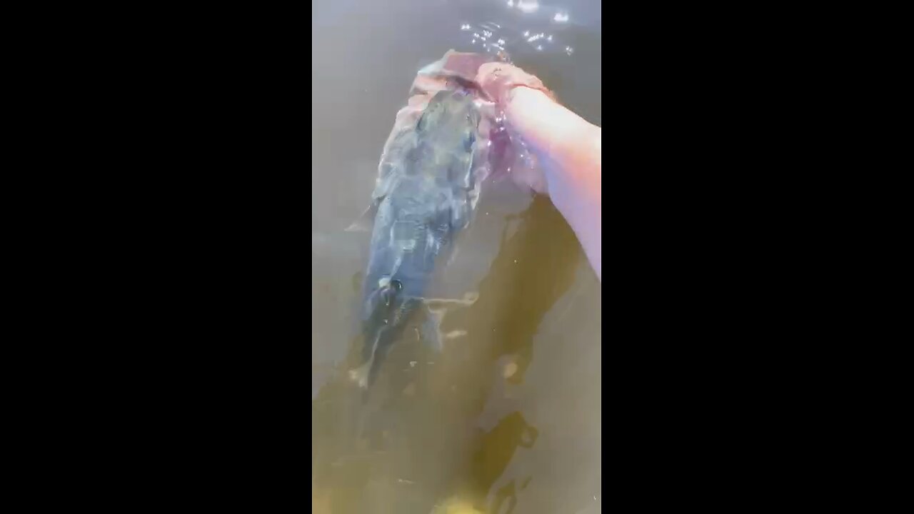 W Fish!!!