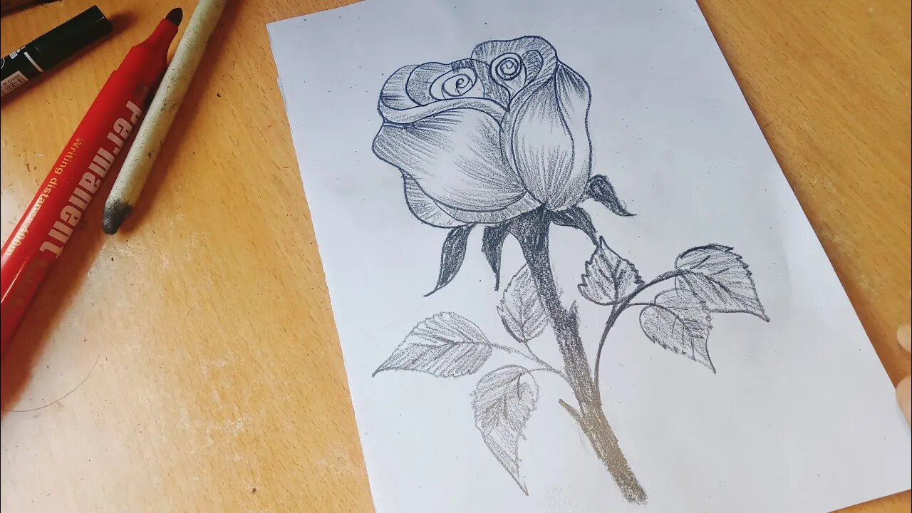 how to draw a rose 🌹- rose drawing easy - beautiful rose drawing step ...