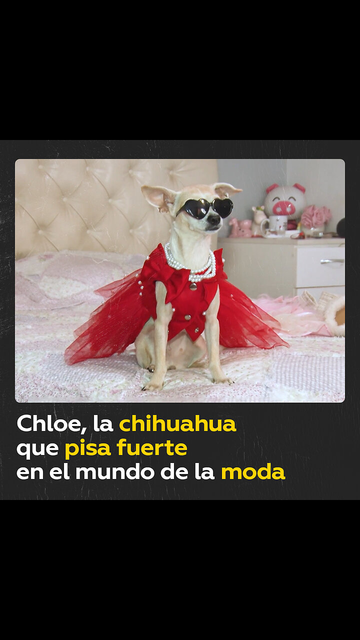 Chloe, la chihuahua que arrasa en la moda con su armario de 1.000 ‘outfits’