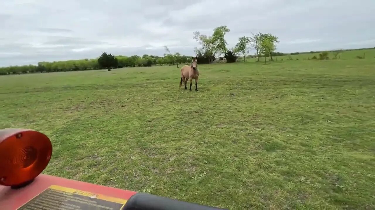 Desensitizing A Scared Horse To A Tractor - Reducing Horse Fear While ...