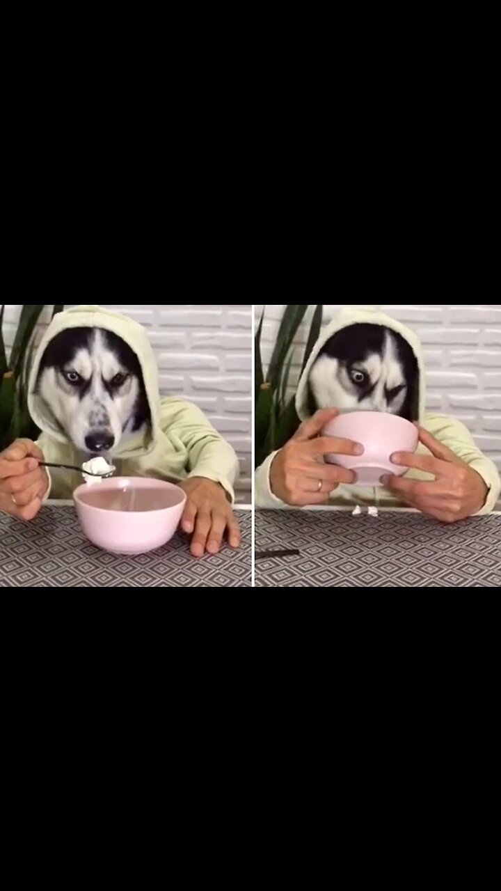 Hungry Husky Chomps Down On Tasty Ice Cream Treat