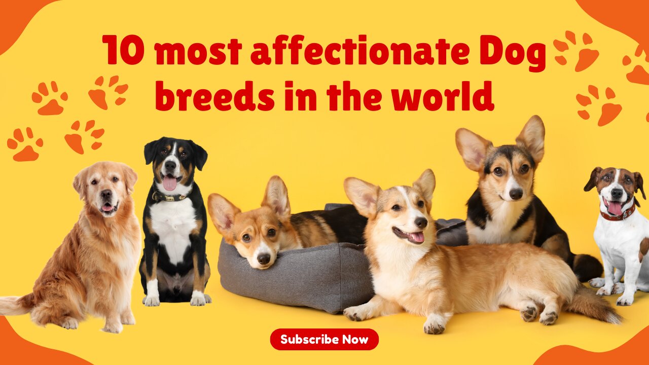 10 Most Loving Dog Breeds In The World I 10 Most Affectionate Dog ...