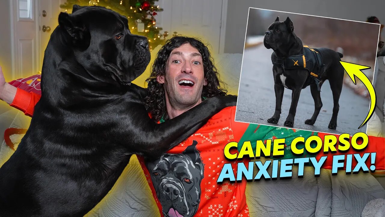 Cane Corso ANXIETY FIX - XDog Weighted Vest Review