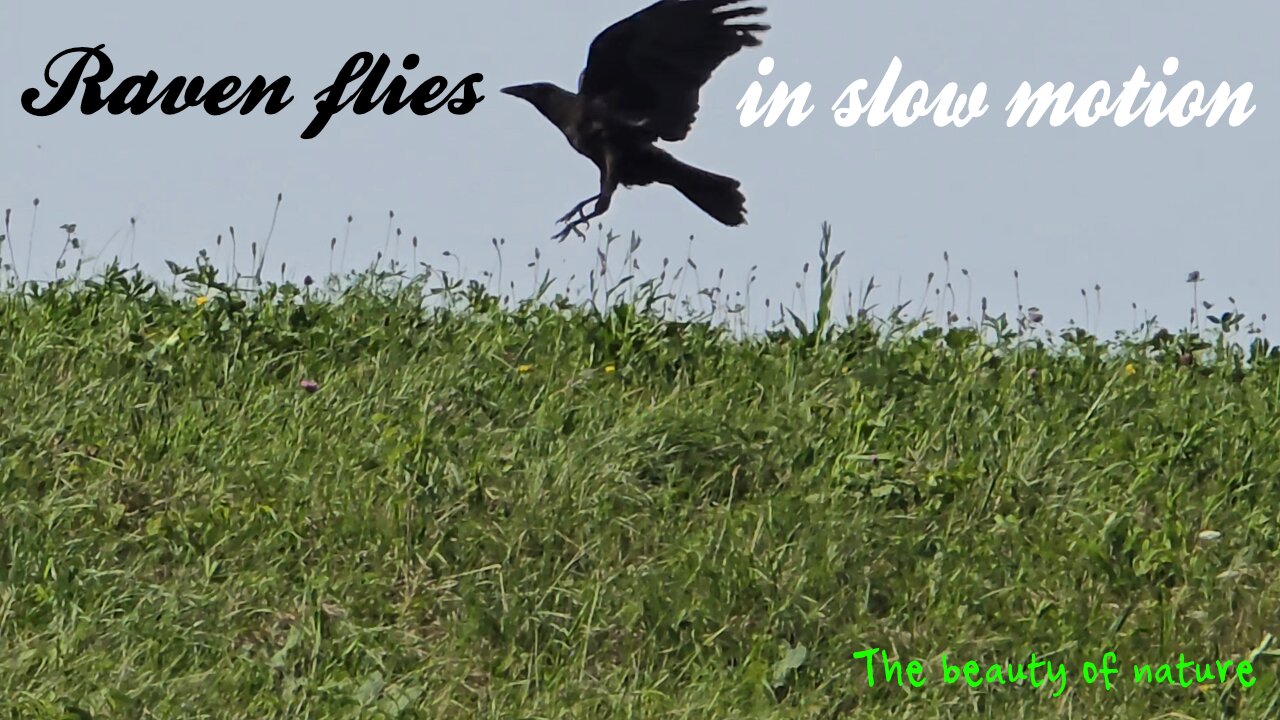 Raven in flight in slow motion / beautiful black bird in the air ...