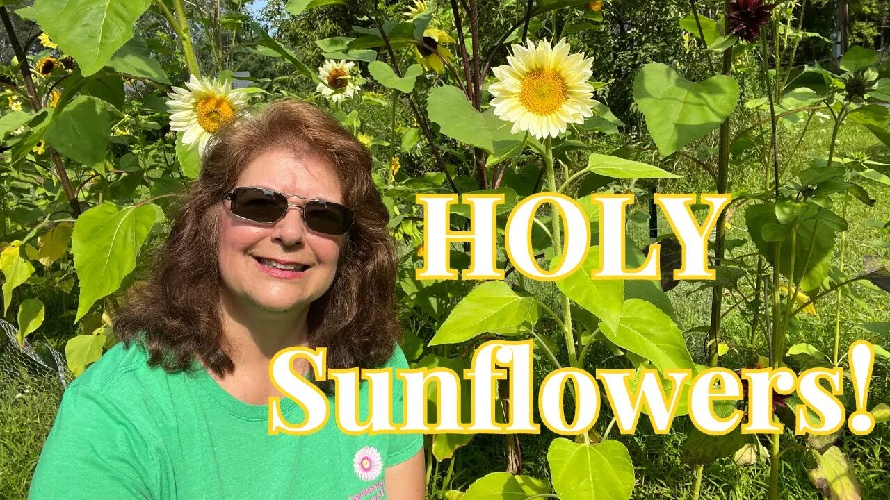 From Seed to Splendor: Witness the Sunflower Journey // Gardening at ...