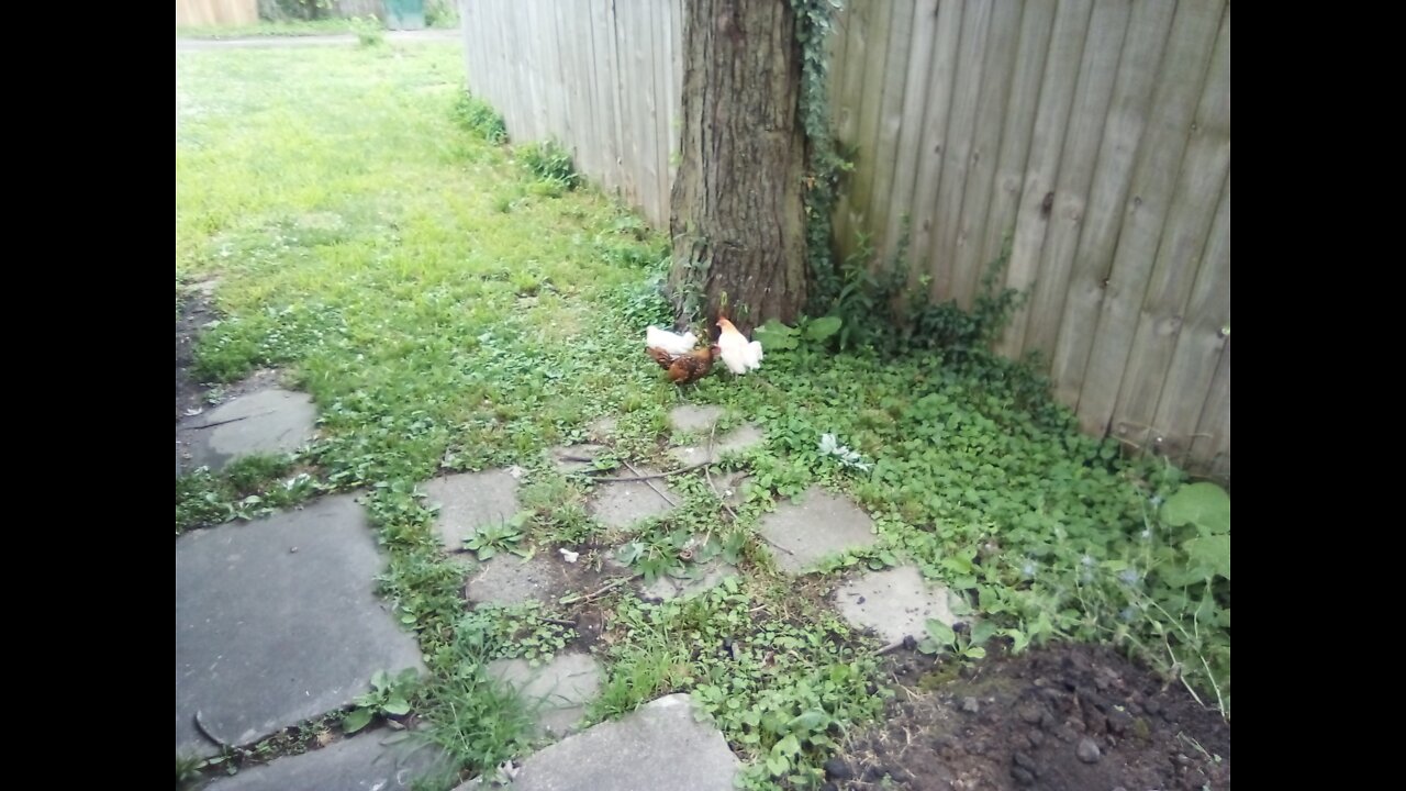 Chicken Surprise