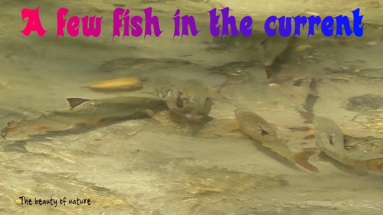 A few fish swimming in the current / fish in clear water / fish in ...