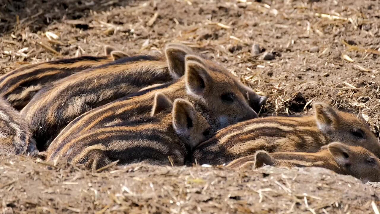 "Wild Boars: Nature's Toughest Survivors"