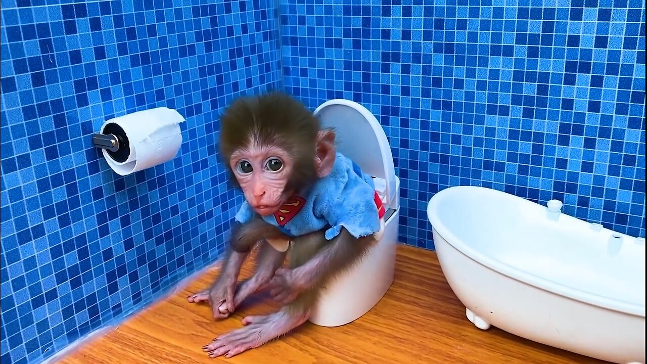 Baby monkey Bon Bon go to the toilet and playing with the puppy So cute ...