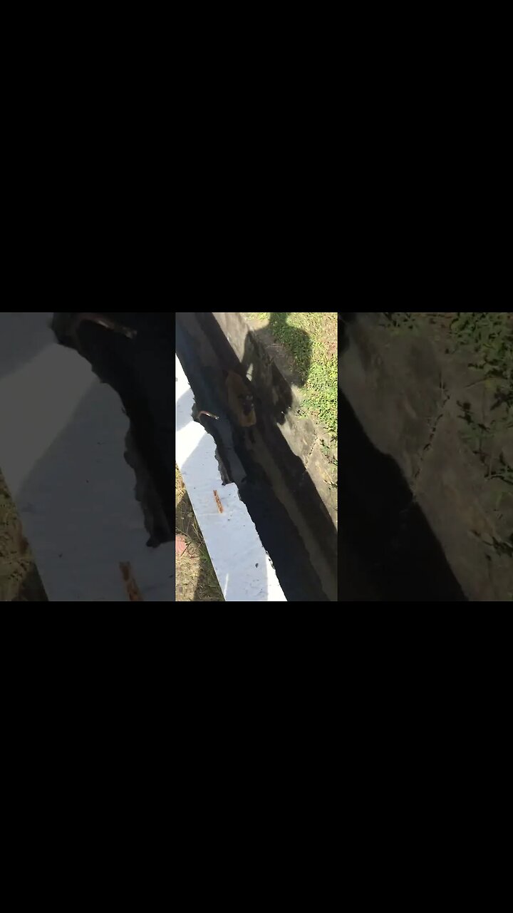 FOUND BABY GOAT STUCK IN THE MATRIX