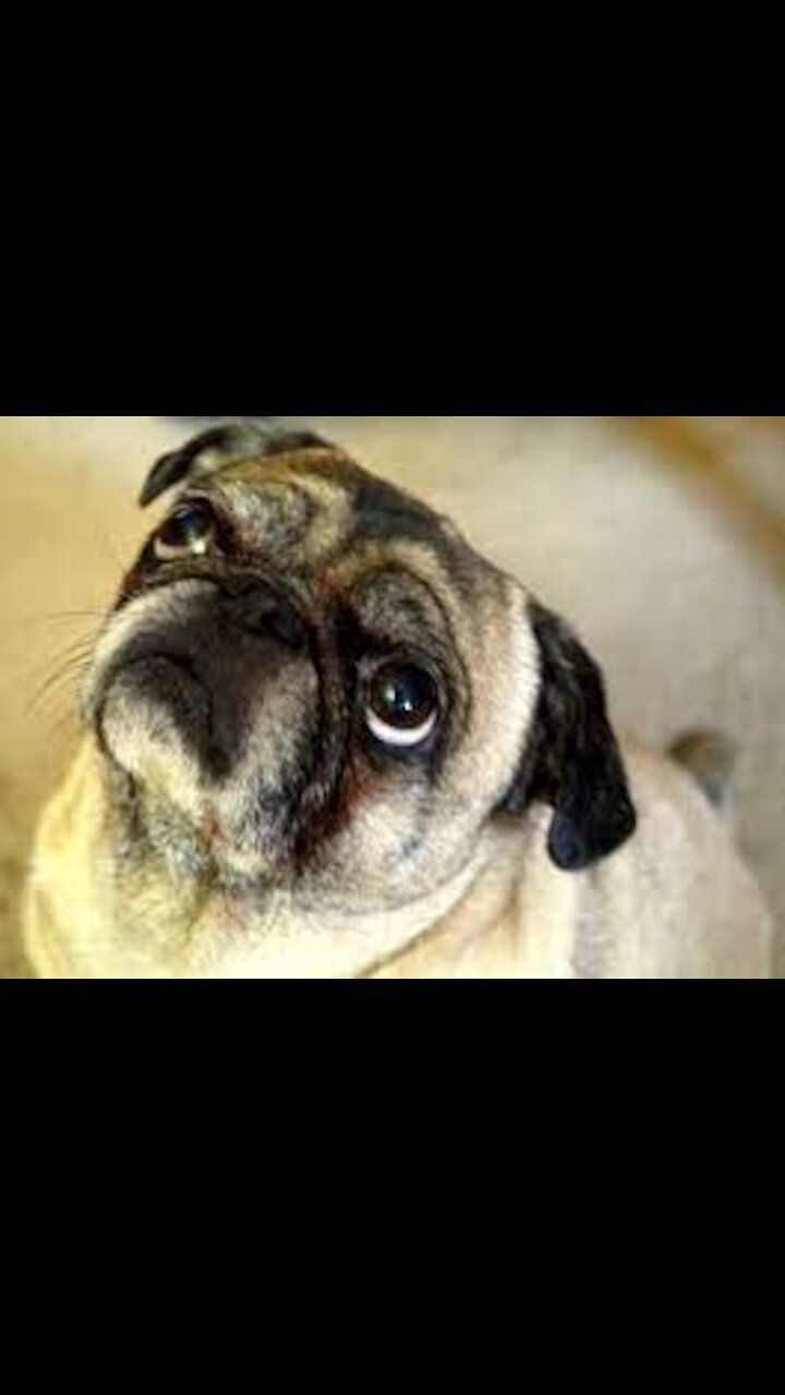 Funniest and Cutest Pug Dog