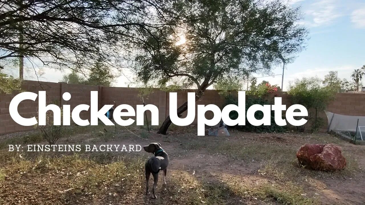 Chicken update See what's new with my chickens #einsteinsbackyard # ...