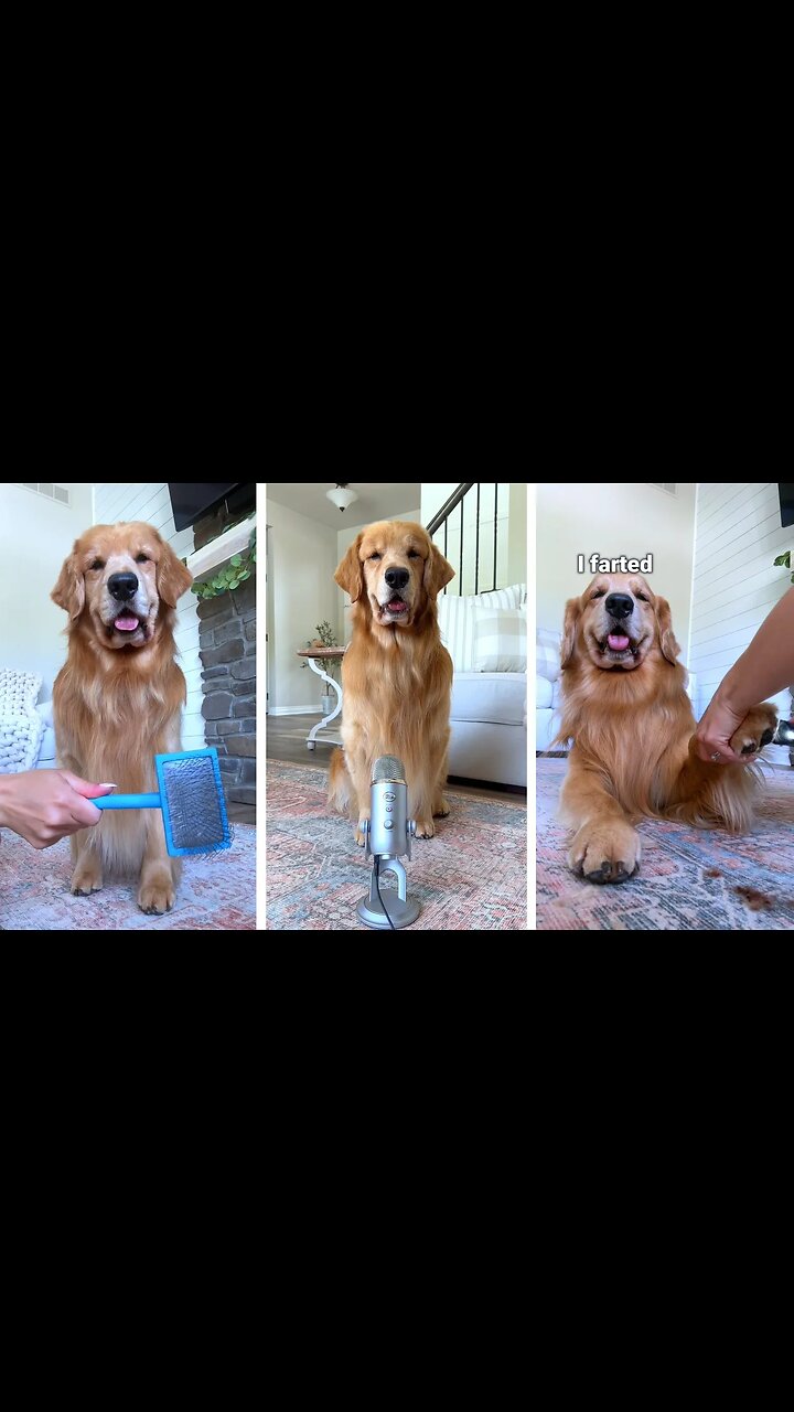 Grooming My Dog ASMR