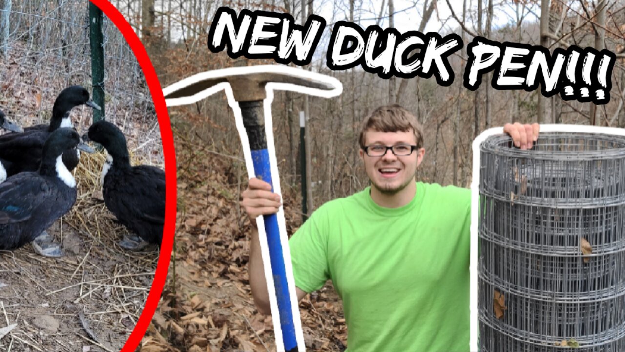 Building a BIG Duck Pen With a Pool!!! (They Loved it)