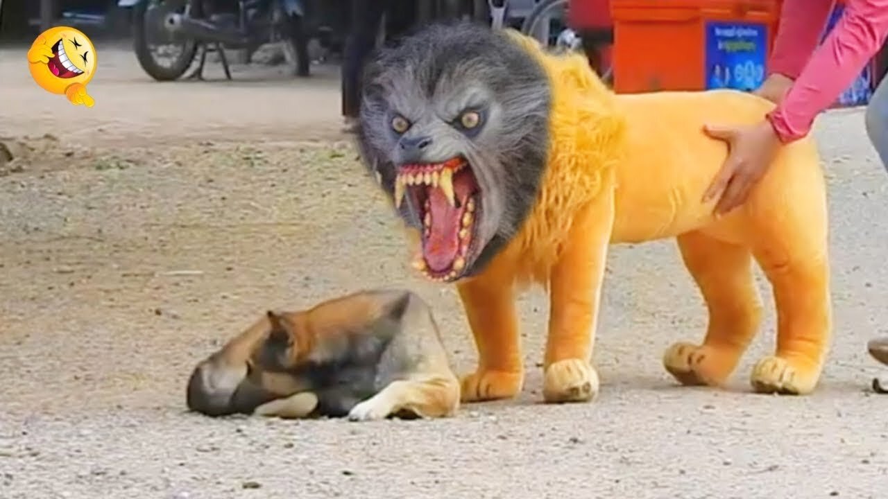 Troll Prank Dog Funny & fake Lion and Fake Tiger Prank To dog & Huge ...