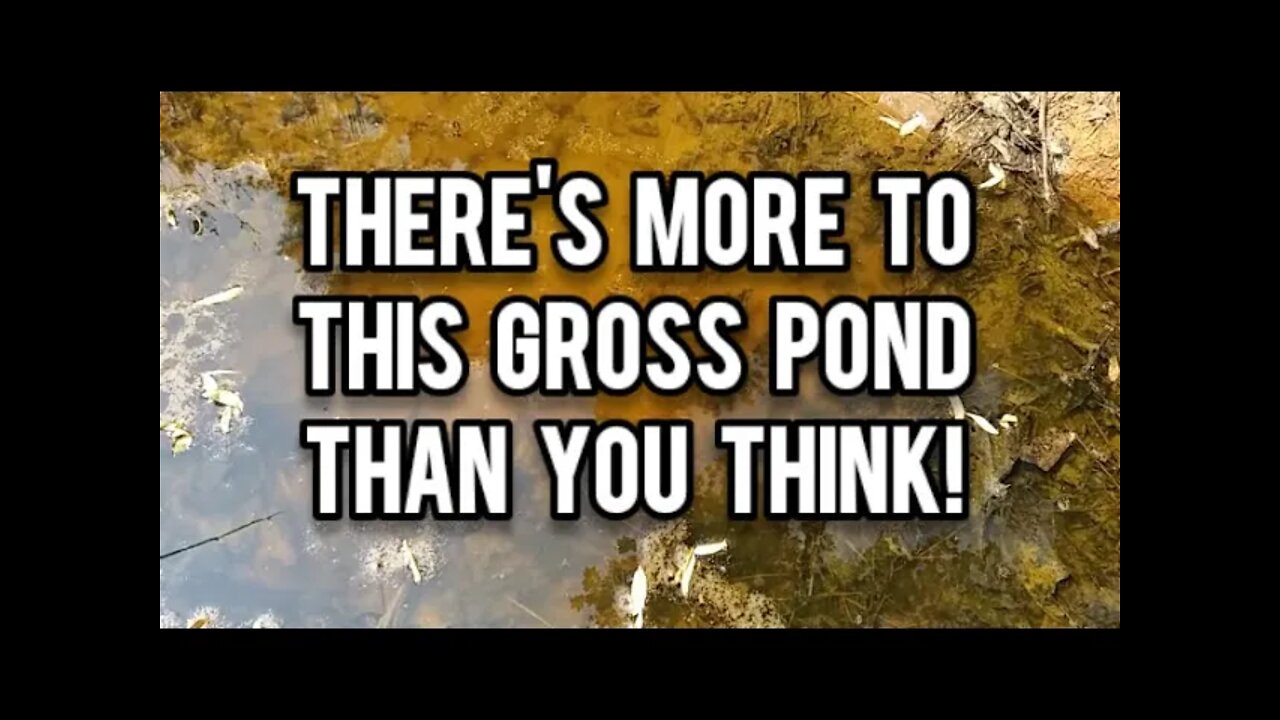 There's More to This Gross Pond Than You Think! - Ann's Tiny Life and ...