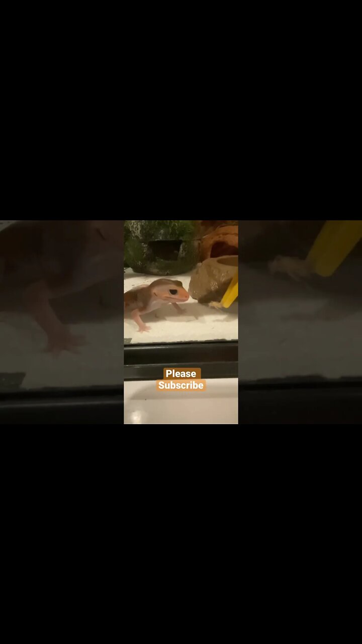 Cameron the African Fat Tailed Gecko Tong Feeding #shorts #aftshorts