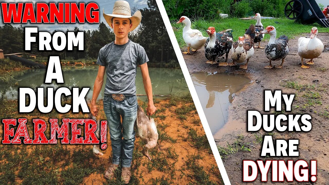(WARNING!) From A Duck FARMER! | My Ducks Are DYING! ~ (WAR!) ON FOOD ...