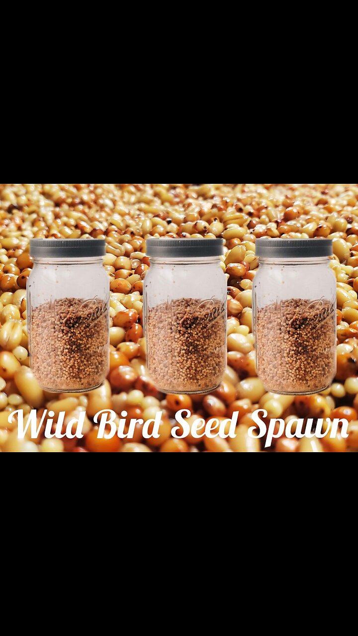 How To Make Wild Bird Seed Spawn For Fungi Growing!
