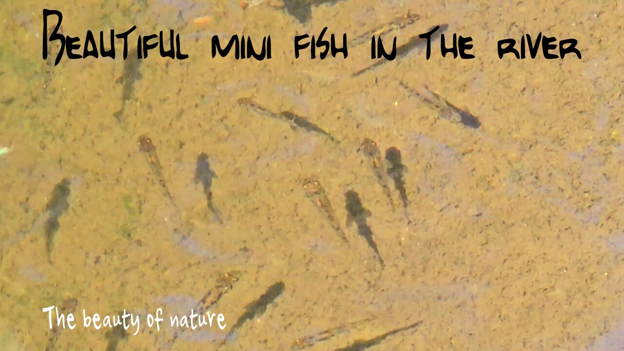 Beautiful small fish in a river in close-up / Fish in fresh clear water.