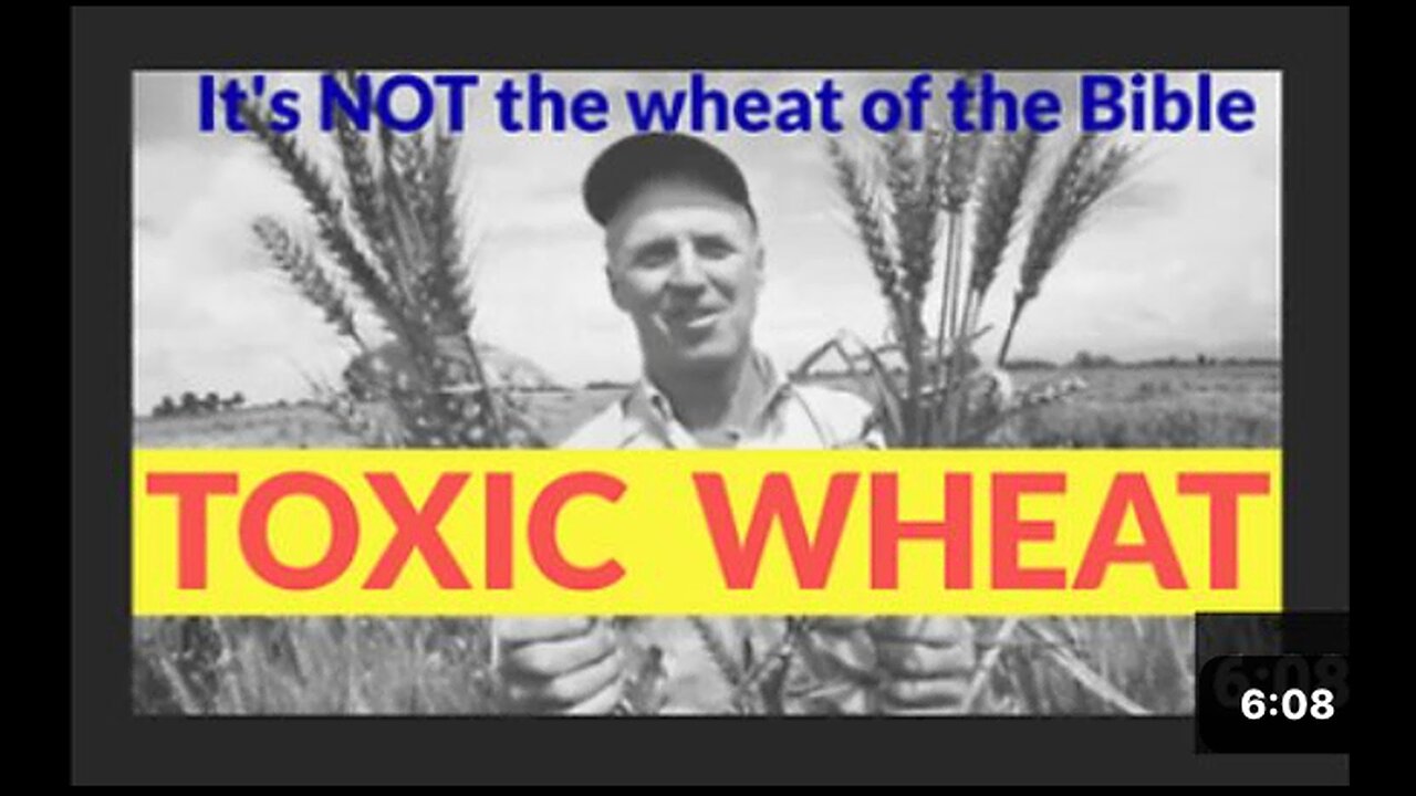 What did they do to WHEAT? TOXIC wheat? Opioids in your wheat ...