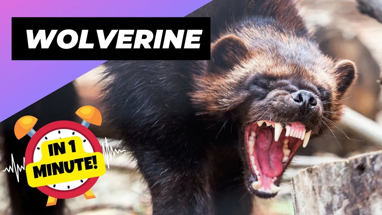 Wolverine - In 1 Minute! 🐻 The Little-Known Beast Of The North | 1 ...