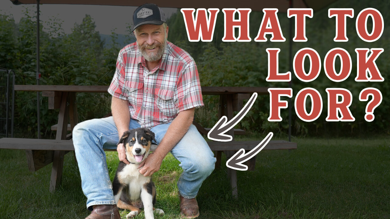 How to Pick a GREAT Homestead Dog (Meet Our New Puppy!)