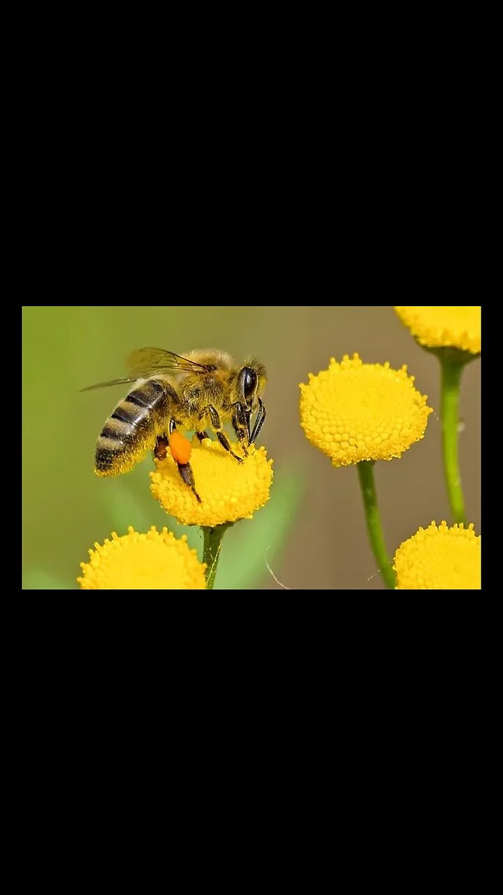 To Bee - or Not To Bee? Amazing Fun Facts about Bees