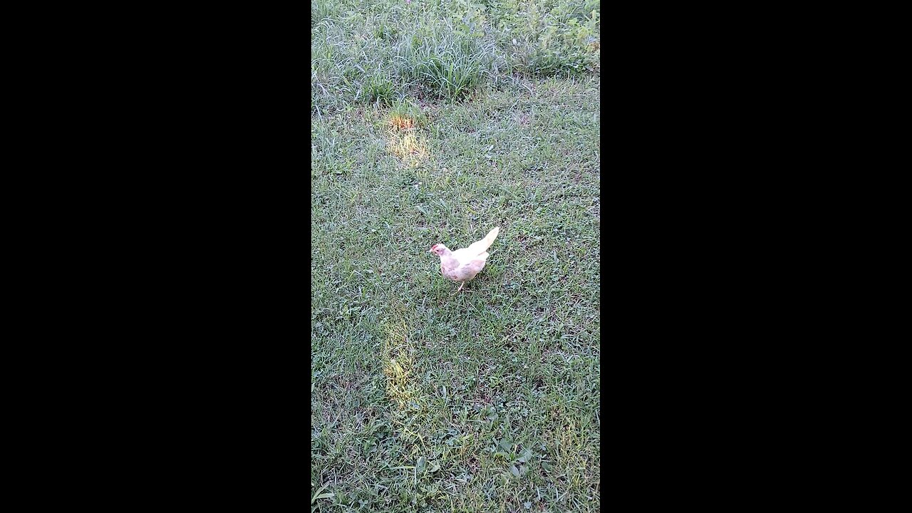 My Zombie Chicken is a Killer