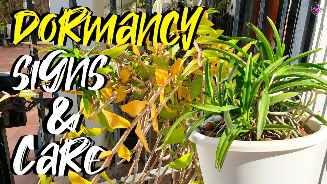 Orchids & Dormancy Signs & Care | Abnormal Behavior in orchids going ...