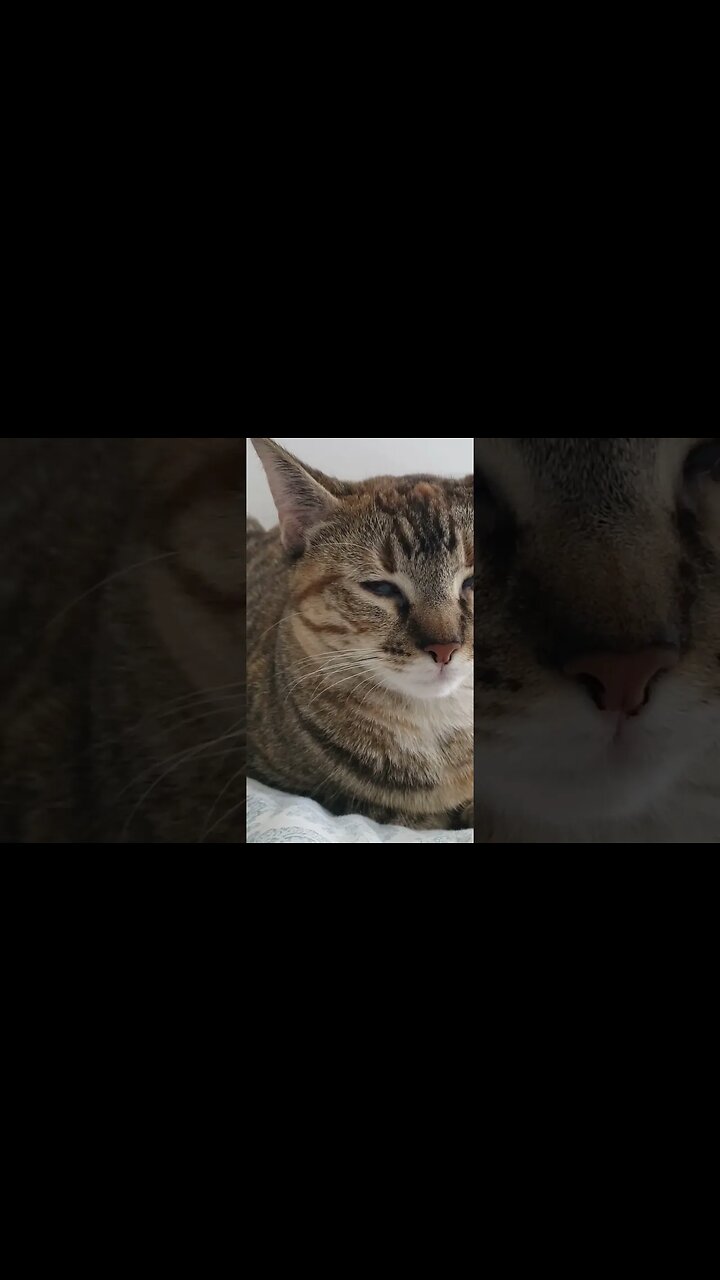 Kitty Cat 🐱 Becomes Storm From The X-Men Animated Series Marvel Fox Kids