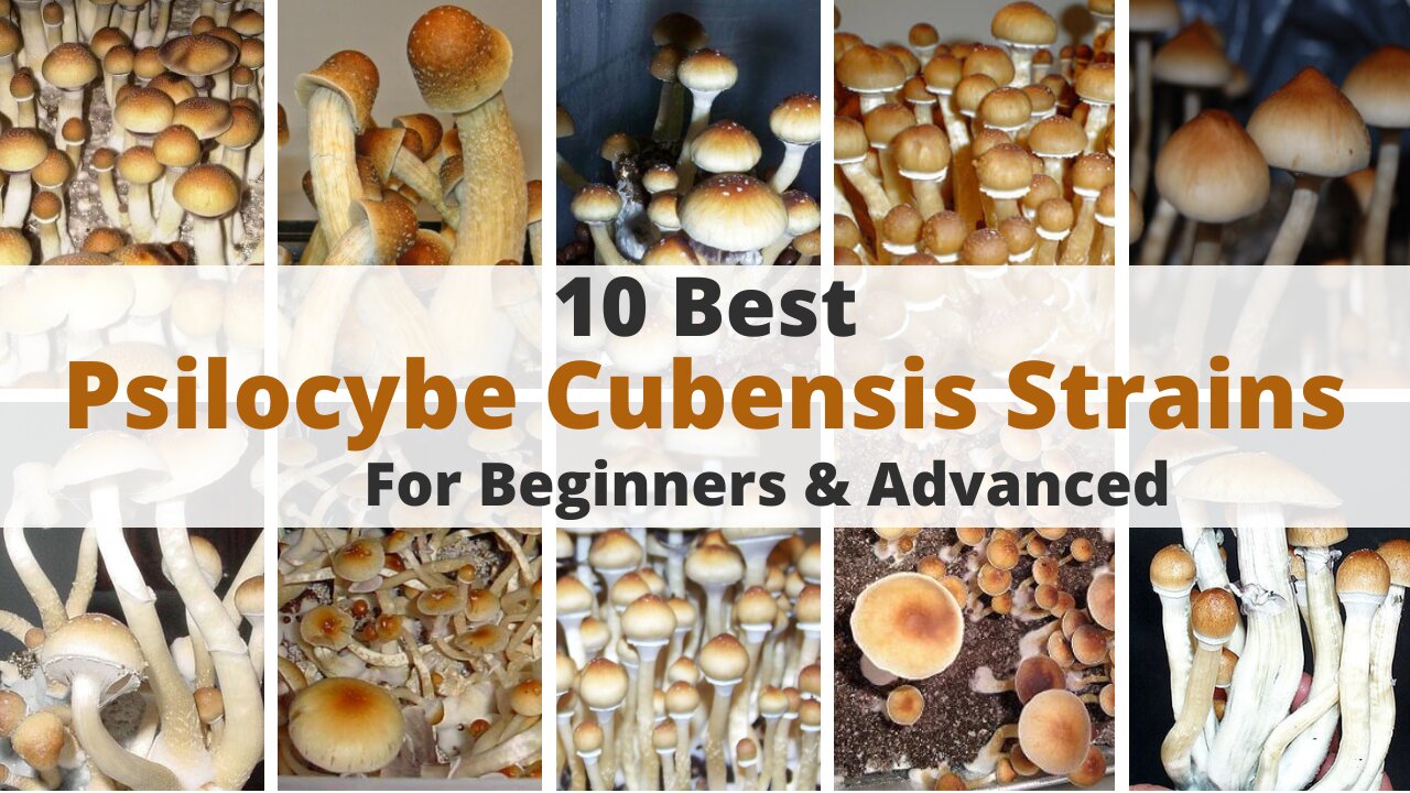 Top 10 Psilocybe Cubensis Strains for Beginners