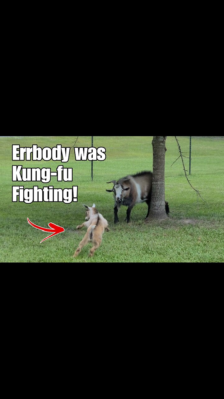 Errbody was KUNG-FU Fighting! Goat karate!