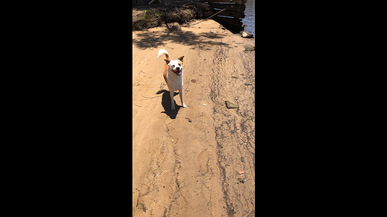 Sooky LaLa🤦‍♂️🤣🐶😂🤦‍♂️