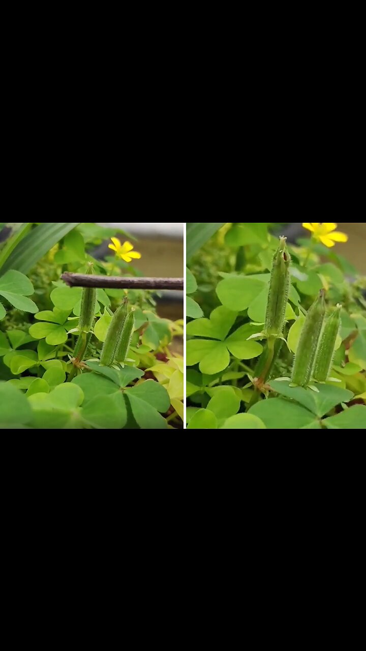 Ballistic seed ejection in an Oxalis corniculata pod looks mesmerizing