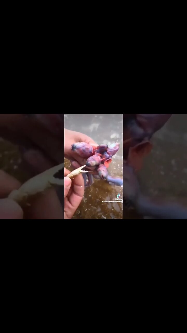 What is this creature?