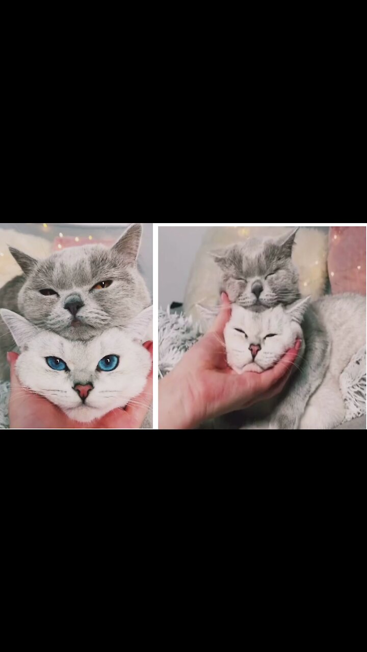 Funny cat on master hand
