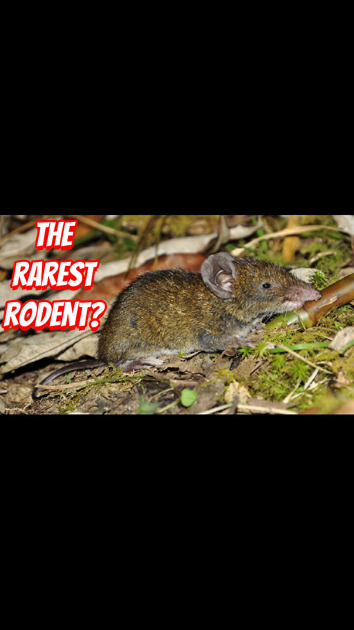 The Rarest Rodent To See!