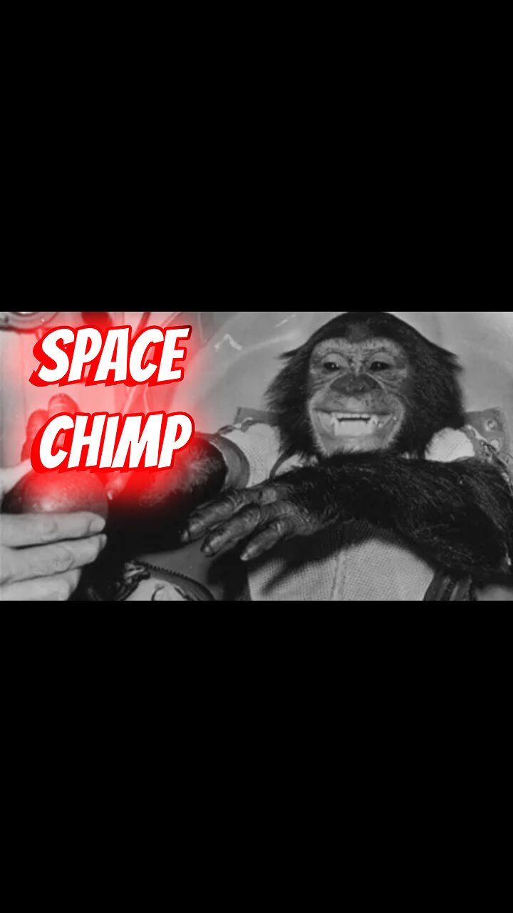 Meet Ham the Chimp The Space Chimp