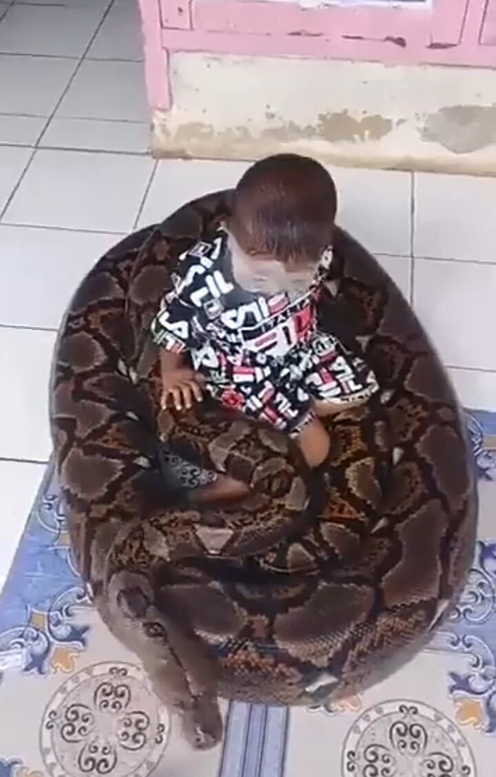 friendship with giant python