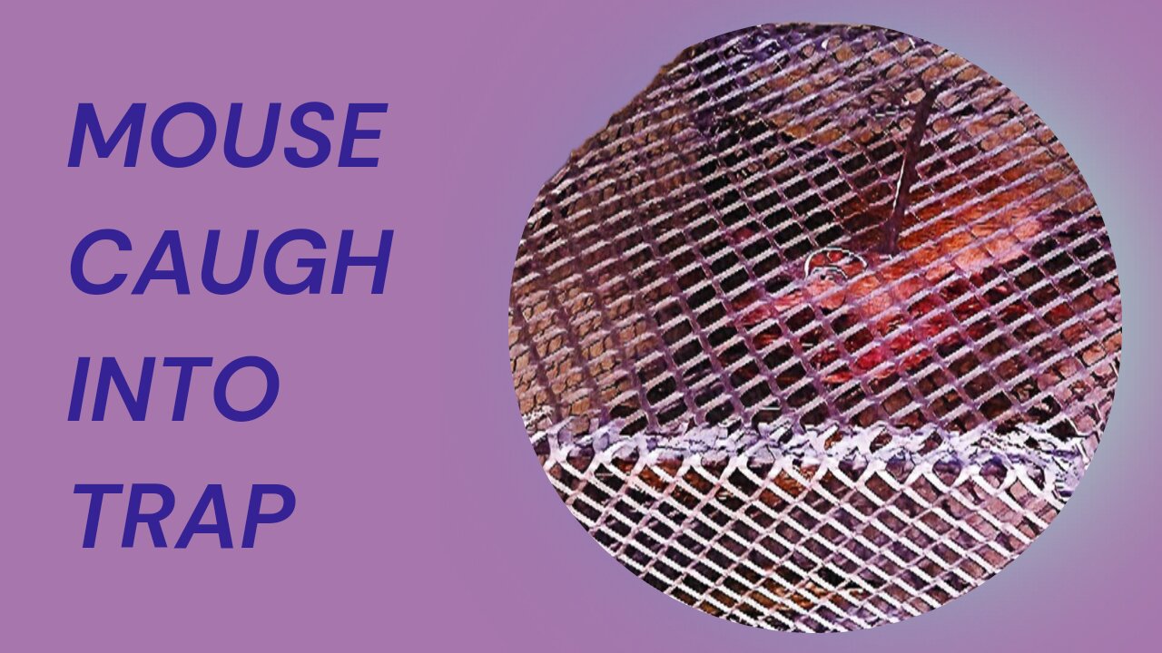 Deadliest mouse got caught into trap 🤪😜🤔