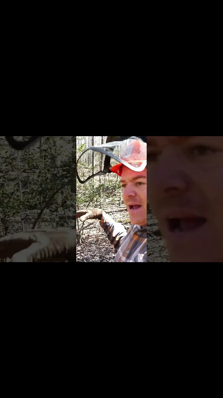 Dangerous Tree Felling #shorts