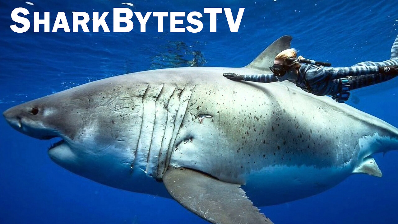Submarine Shark Caught on Video - Shark Bytes TV Episode 15 - Largest ...