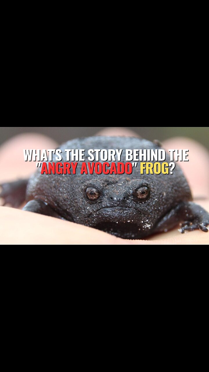What's the Story Behind the 'Angry Avocado' Frog?