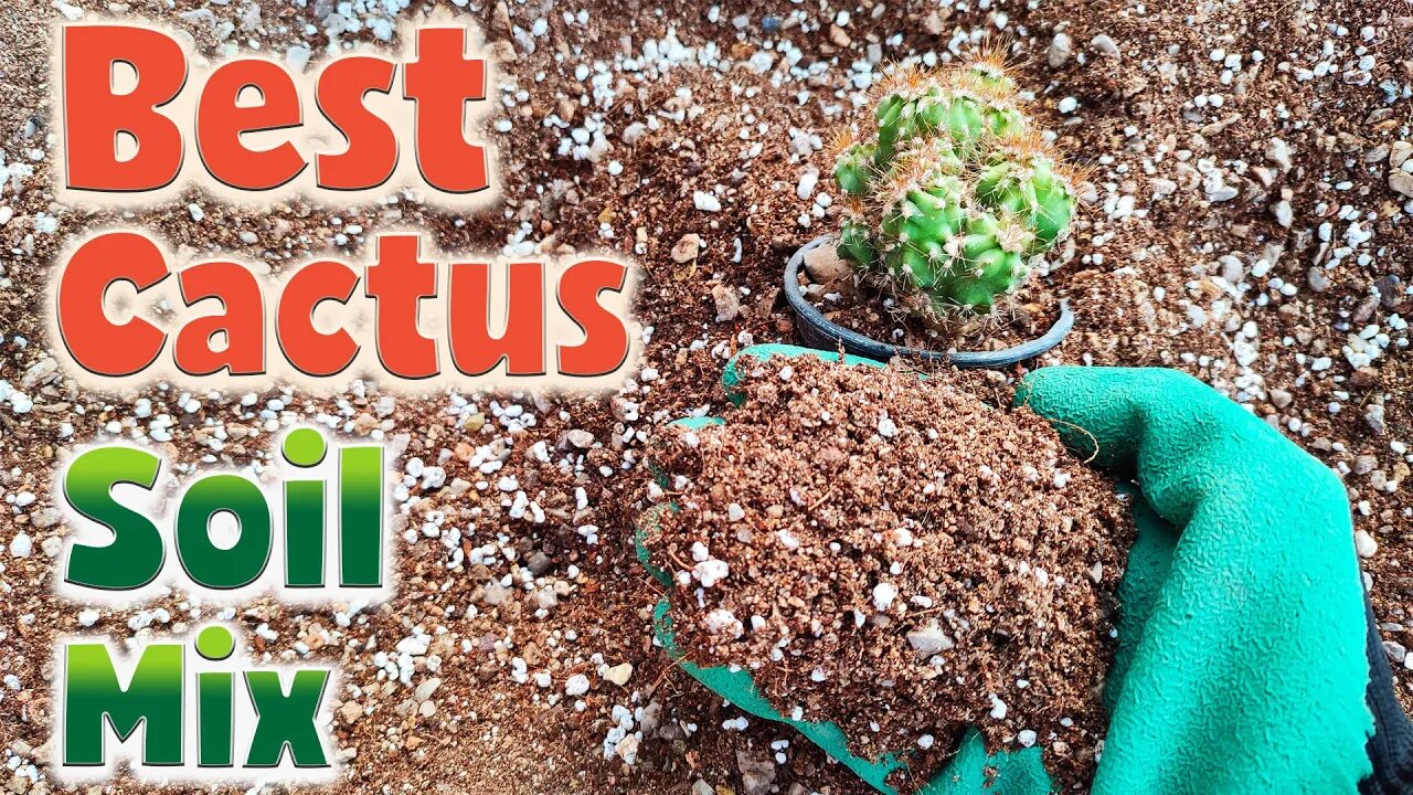 Crafting the Ultimate Cactus Soil Mix | Secrets to Thriving Desert ...